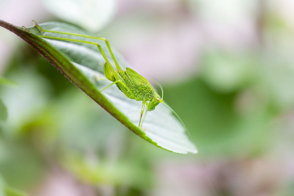 pretty woman ... Foto & Bild | grün, licht, natur Bilder auf fotocommunity