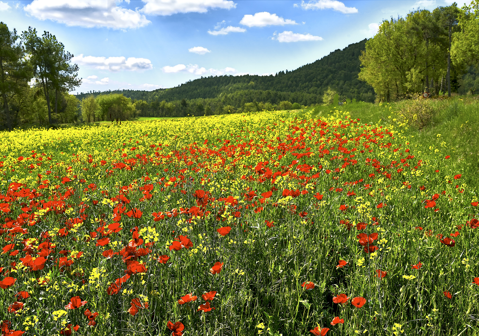 Primavera Imagen & Foto | paisajes, plantas, flores Fotos de fotocommunity