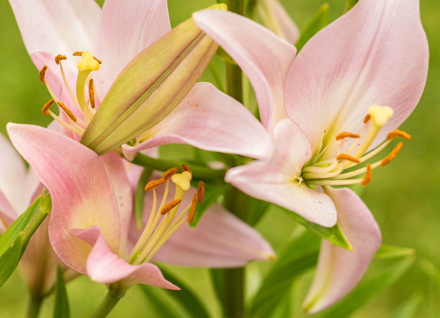 Primaveral Imagen & Foto | nature, paisaje, luz Fotos de fotocommunity