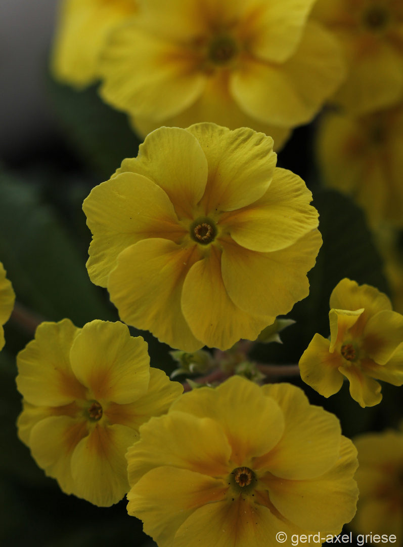 Primel # 1203 Foto & Bild | natur, pflanzen, blüten Bilder auf ...