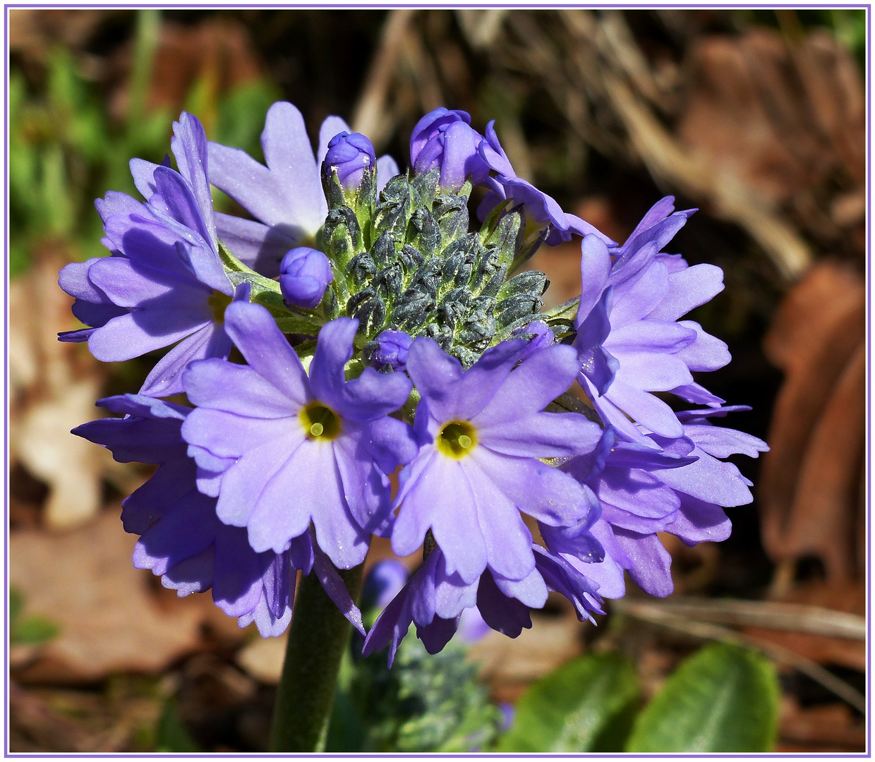 PRIMEL Foto & Bild | pflanzen, pilze & flechten, blüten ...