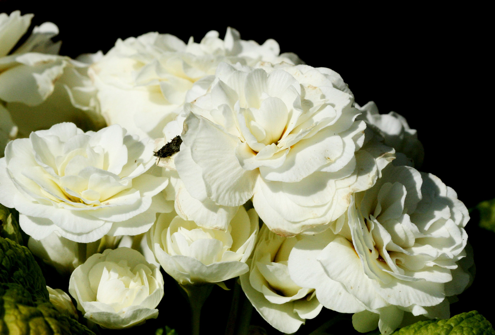 Primel Foto & Bild | Bilder auf fotocommunity