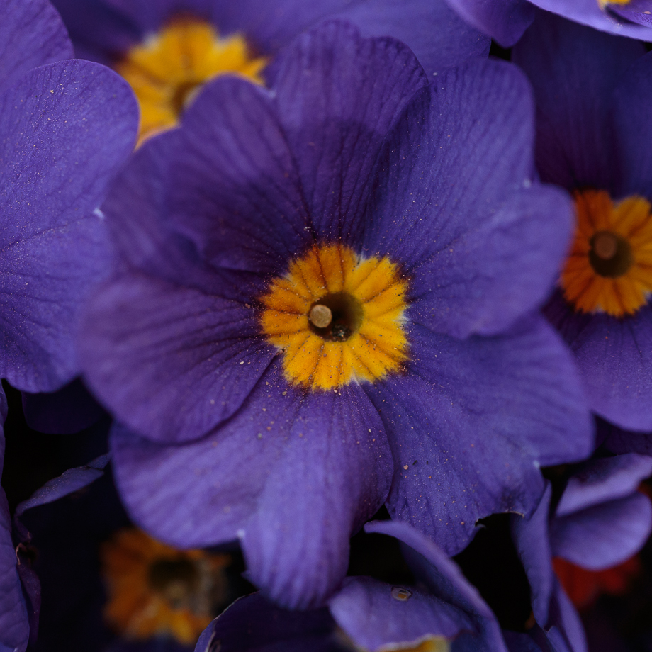 Primel b Foto & Bild | pflanzen, pilze & flechten, blüten ...
