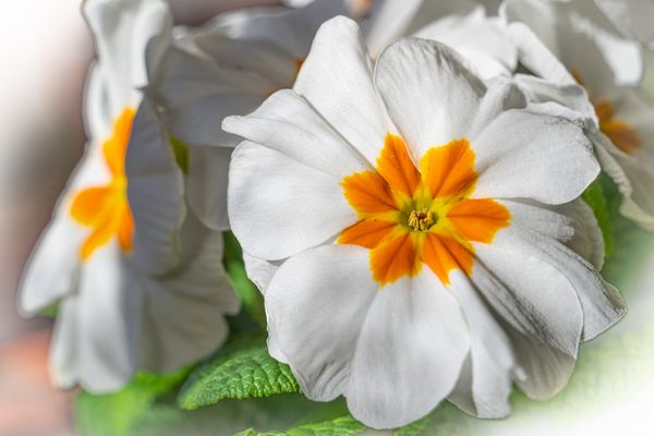 Primeln Bilder & Fotos