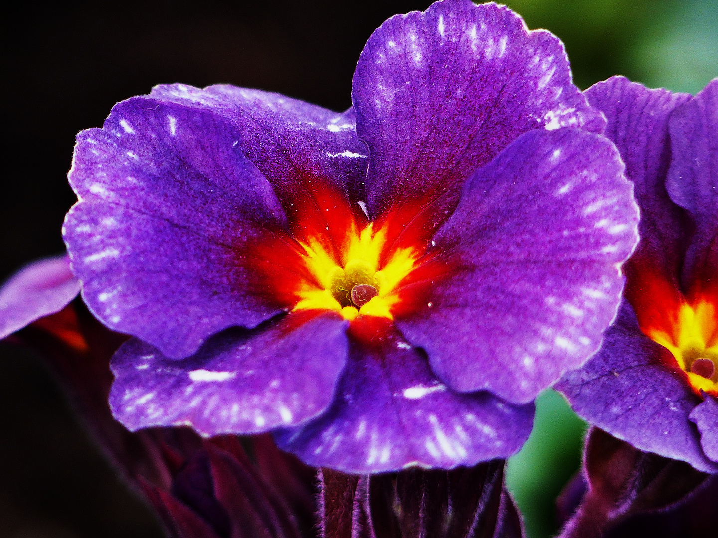 - Primel in blau und... Foto & Bild | pflanzen, pilze & flechten ...