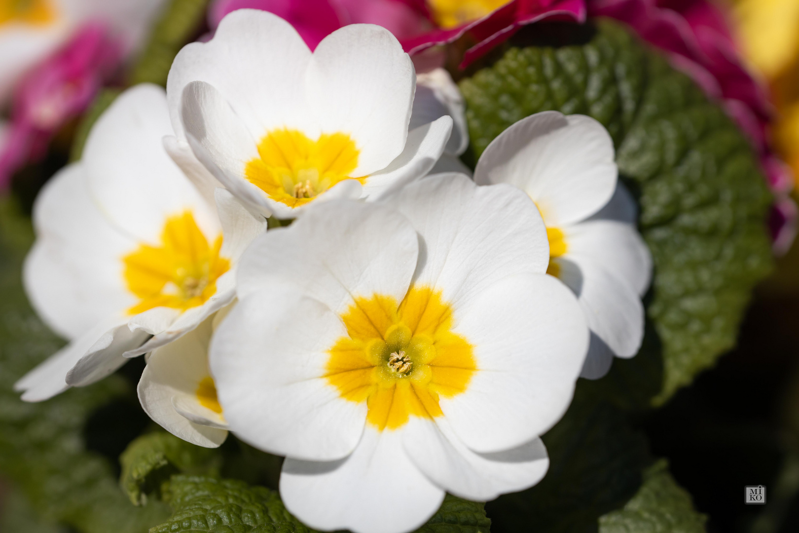 Primel-Pracht Foto & Bild | pflanzen, pilze & flechten, blüten ...