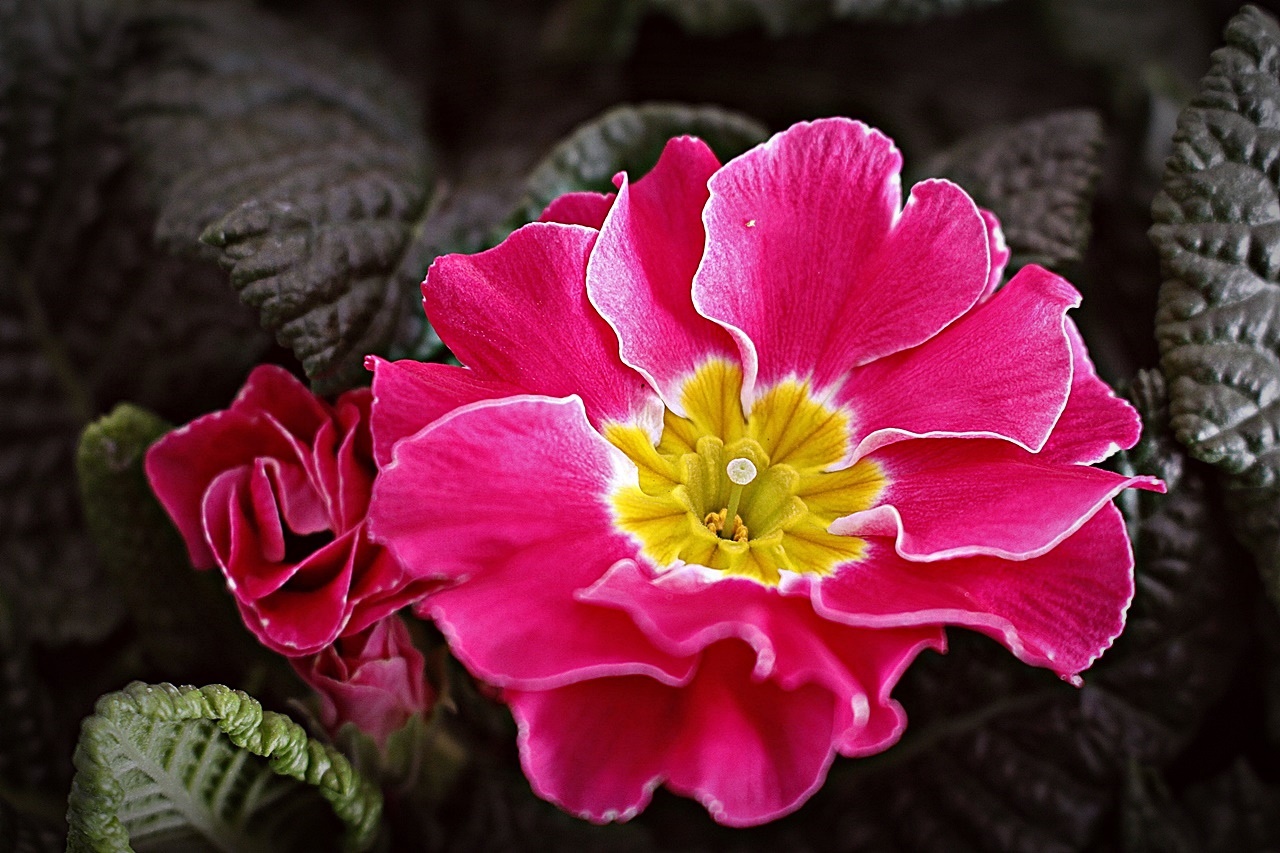 Primel (Primula) Foto & Bild | makro, winter, frühling Bilder auf ...