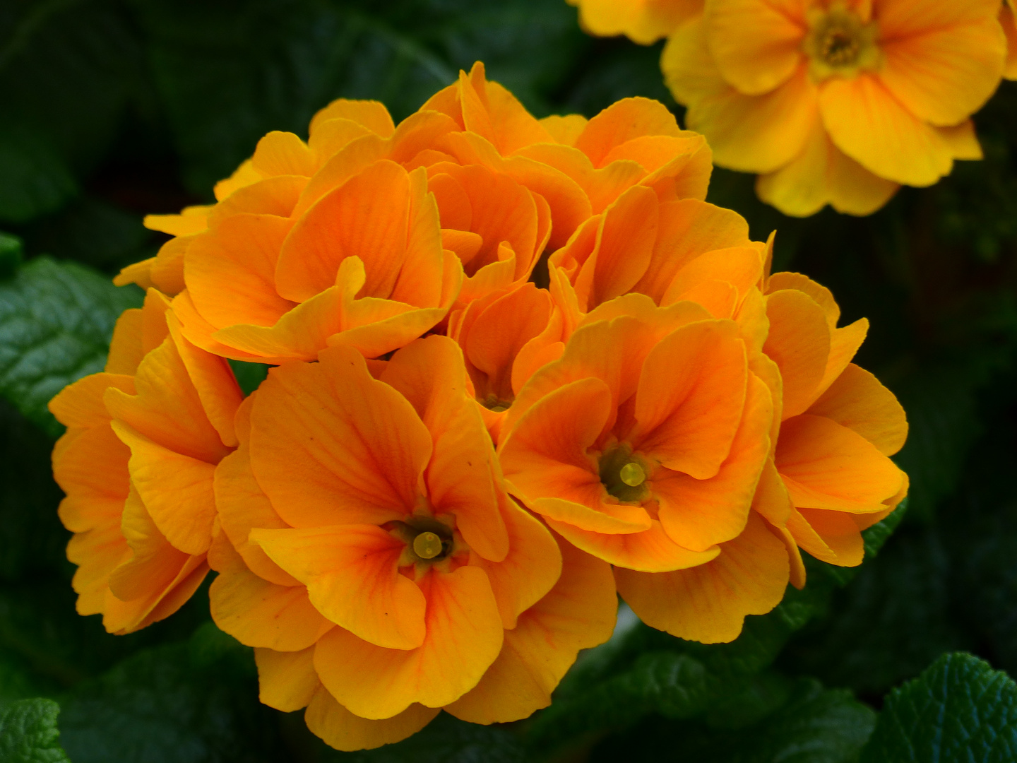 - Primel zum Montag - Foto & Bild | pflanzen, pilze & flechten, blüten ...