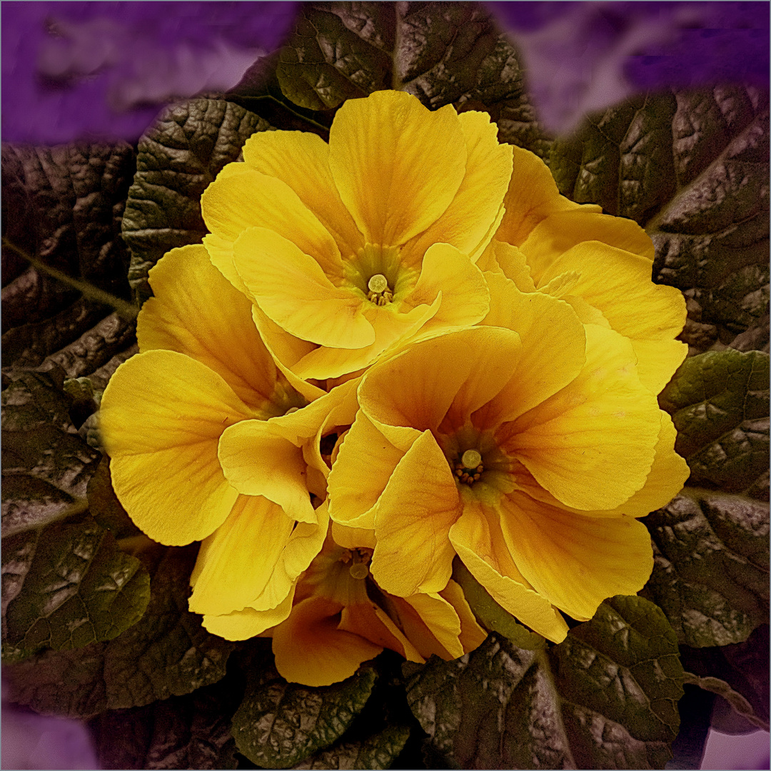 Primel,Frühling Anfang Foto & Bild | blumen , nature, makro Bilder auf ...