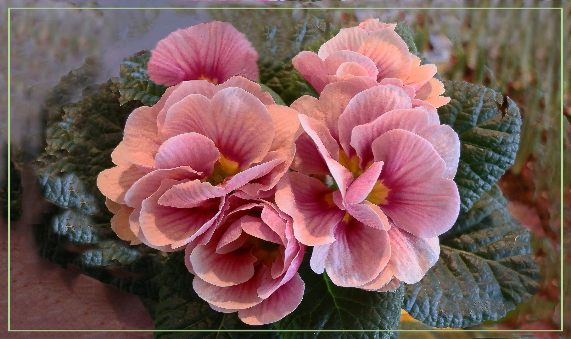 Primeln Foto & Bild | blumen , natur, macro Bilder auf fotocommunity