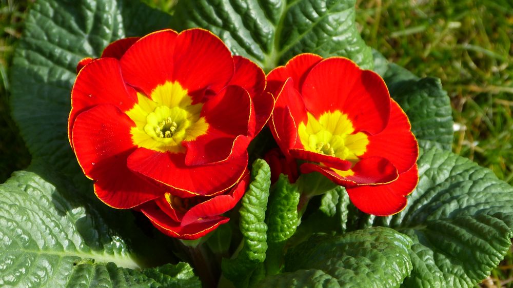 Primeln 2 Foto & Bild | pflanzen, pilze & flechten, blüten ...