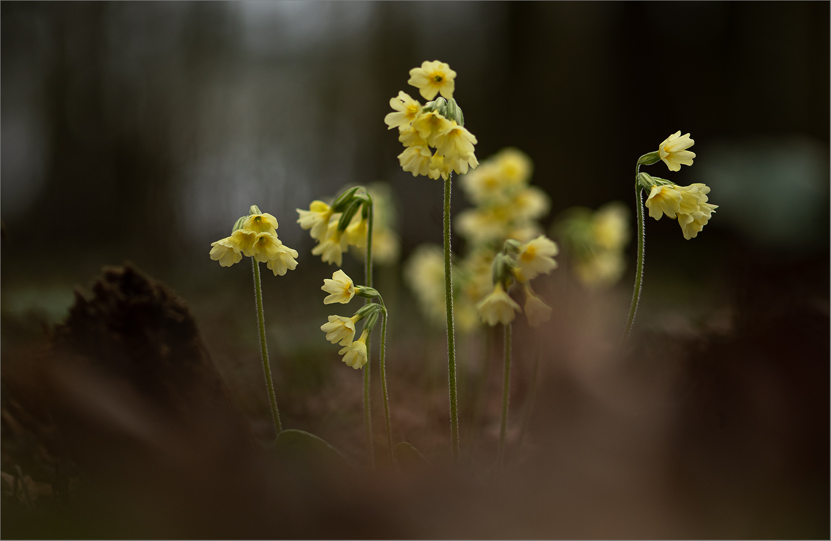 Primeln . . . Foto & Bild | pflanzen, pilze & flechten, blüten ...