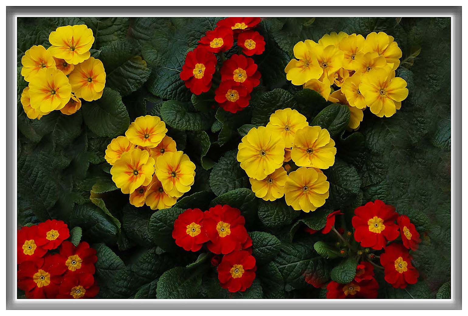 Primeln Foto & Bild | blumen, blüten, frühblüher, blume Bilder auf ...