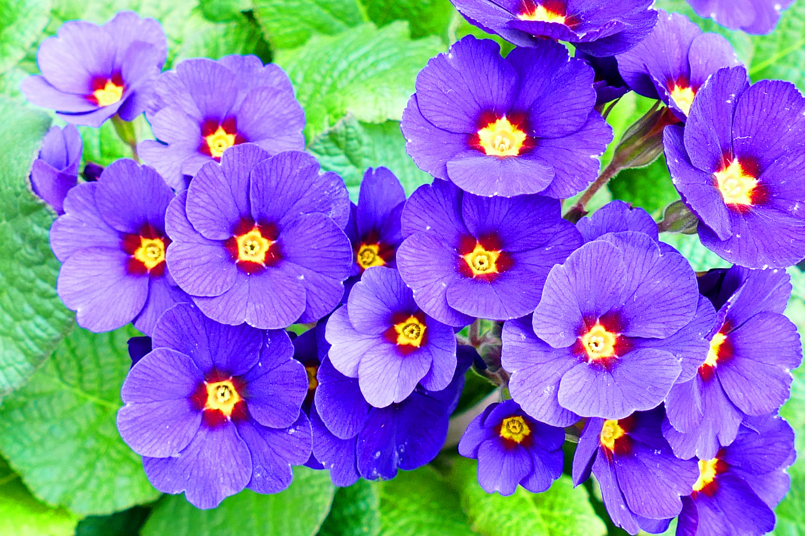 Primeln Foto & Bild | pflanzen, pilze & flechten, blüten ...