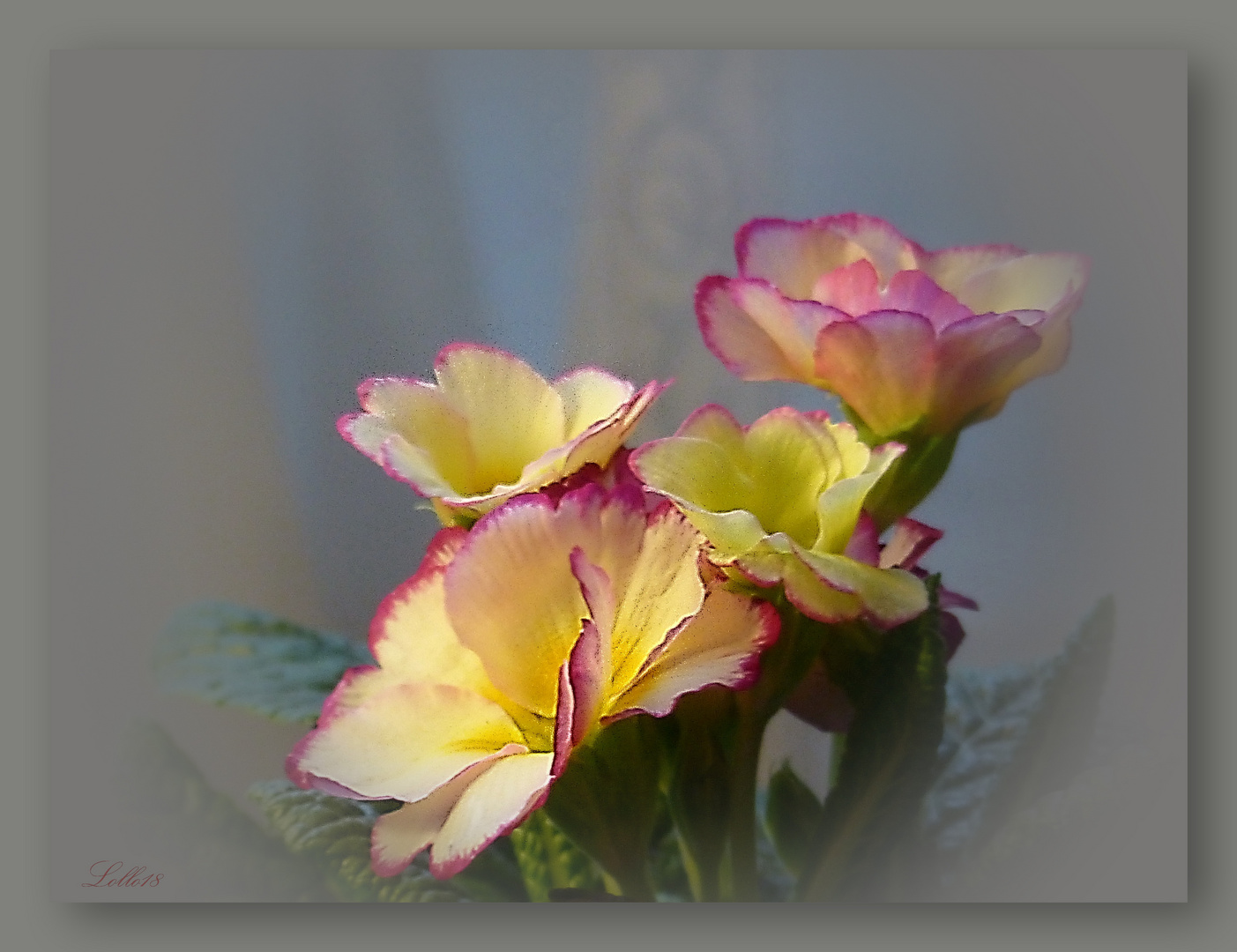 Primeln ... Foto & Bild | jahreszeiten, frühling, natur Bilder auf ...