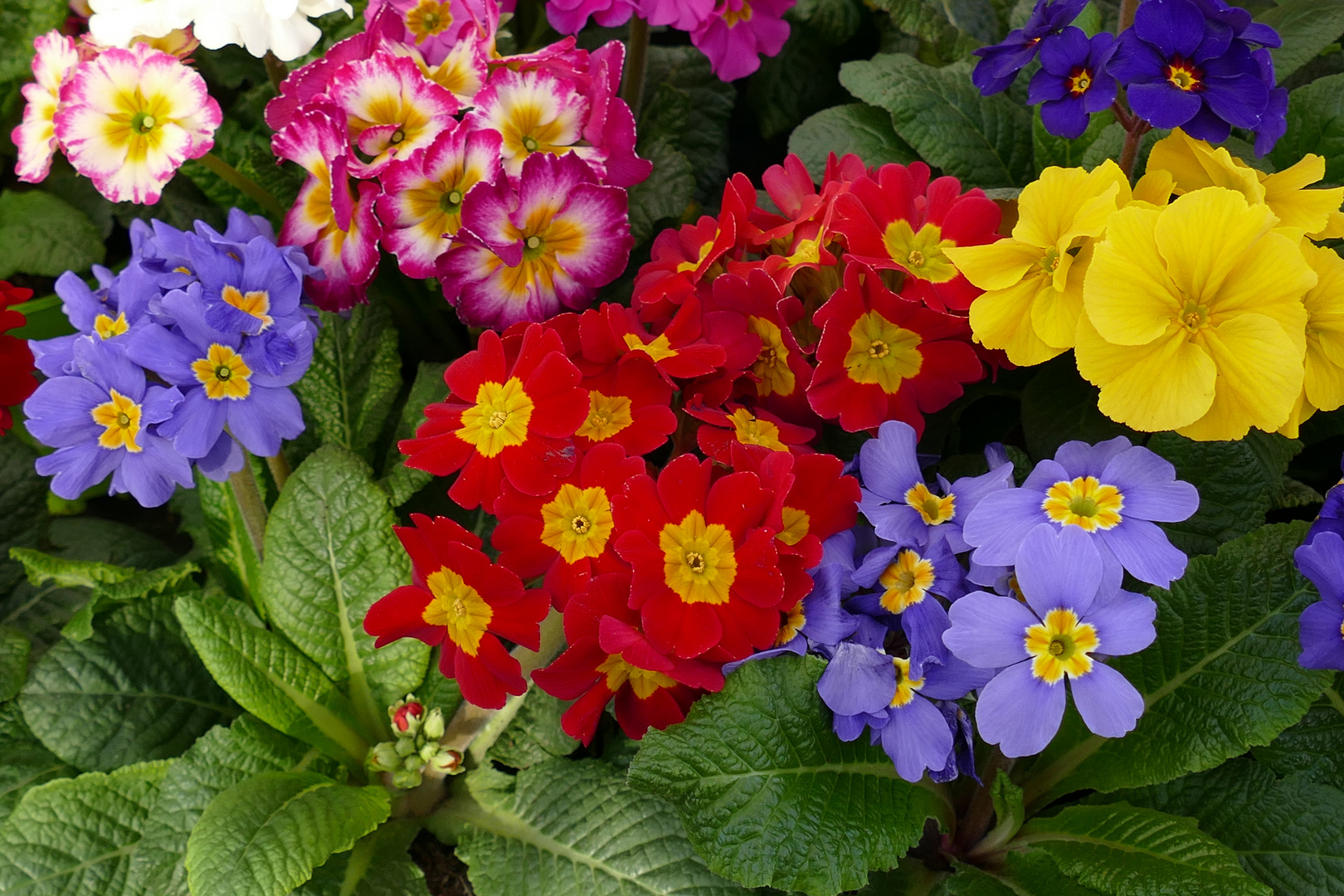 Primeln Foto & Bild | pflanzen, pilze & flechten, blüten ...