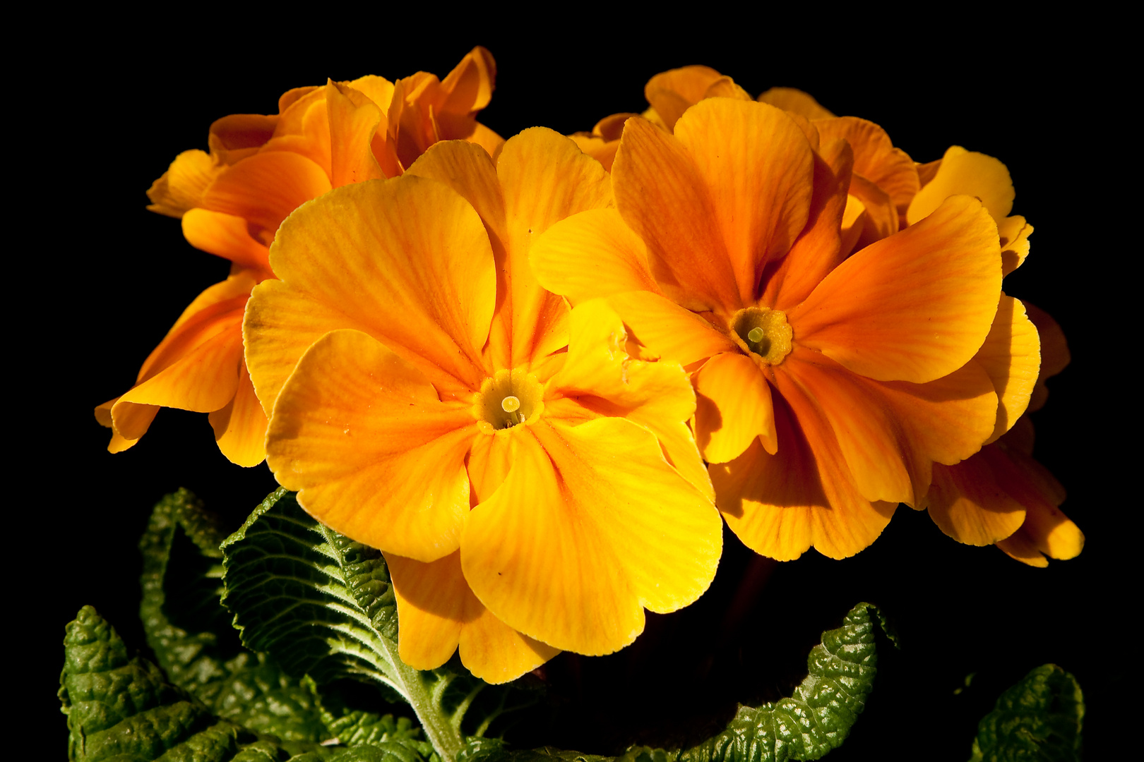 Primeln Foto & Bild | jahreszeiten, frühling, pflanzen Bilder auf ...