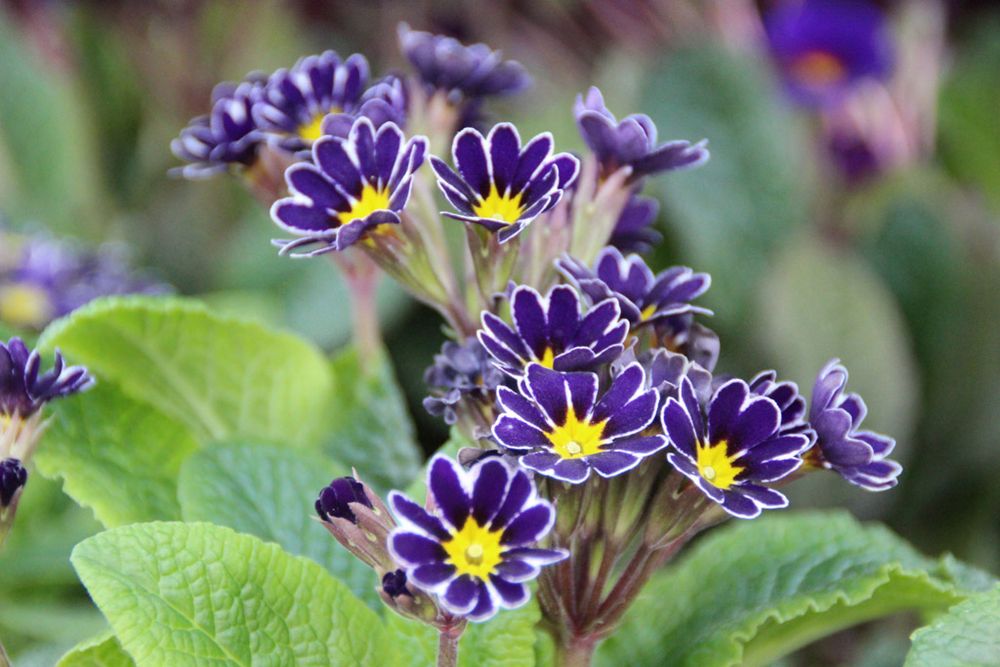 Primeln Foto & Bild | pflanzen, samen, frühling, natur Bilder auf ...