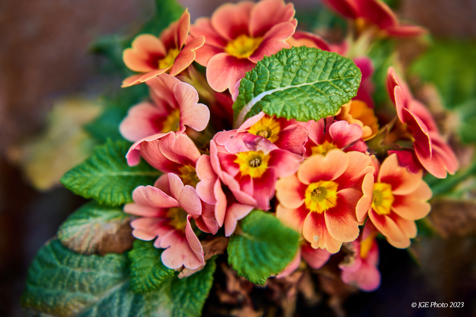 Primeln im Garten Foto & Bild | pflanzen, pilze & flechten, blüten ...