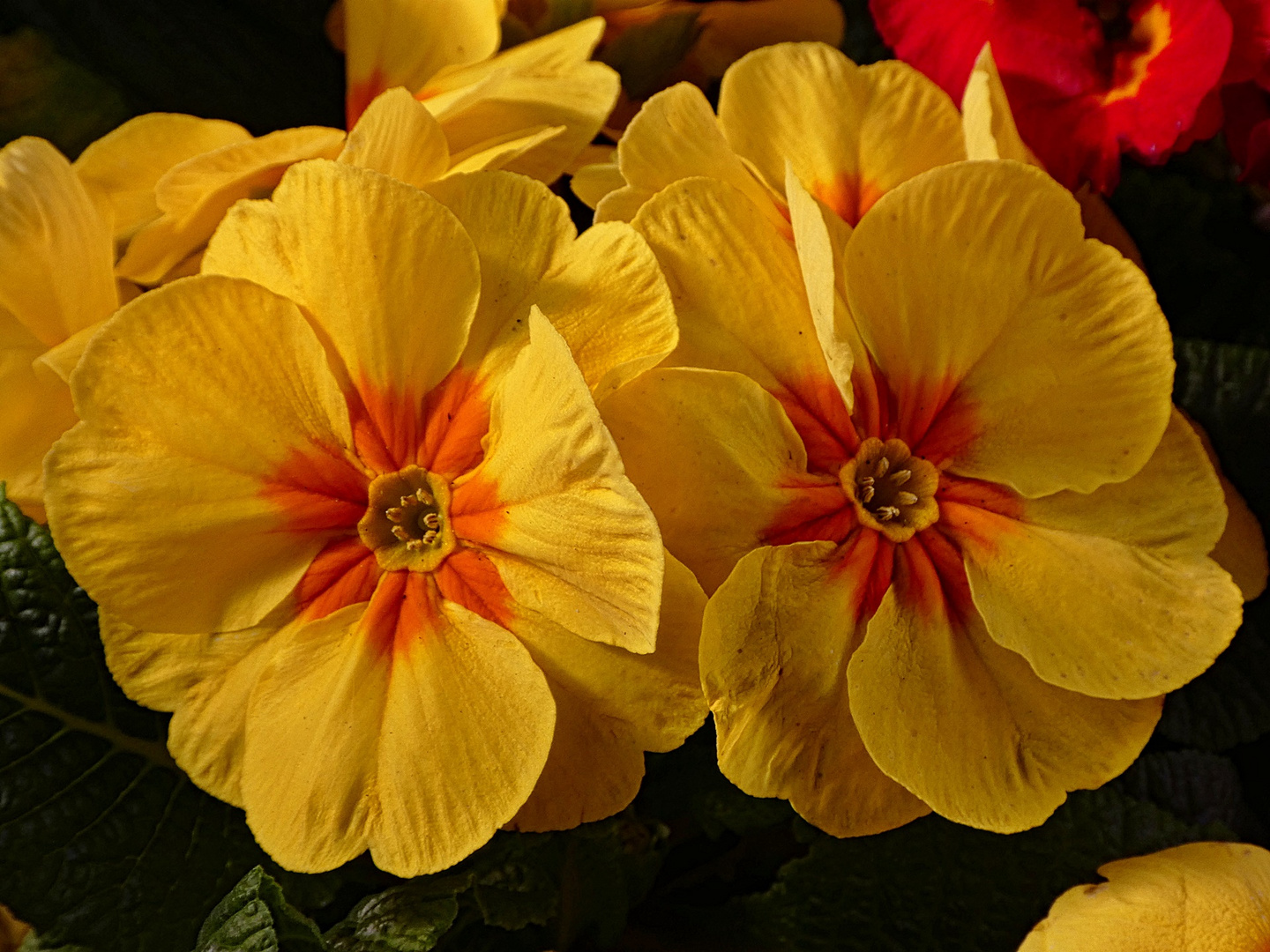 Primeln in Gelb Foto & Bild | natur, pflanzen, primeln Bilder auf ...