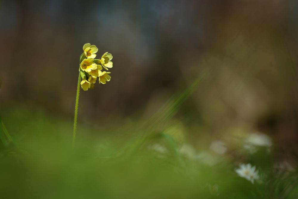 Primevère - 2 photo et image | fleurs, 14032017-img6614, 27032017 ...
