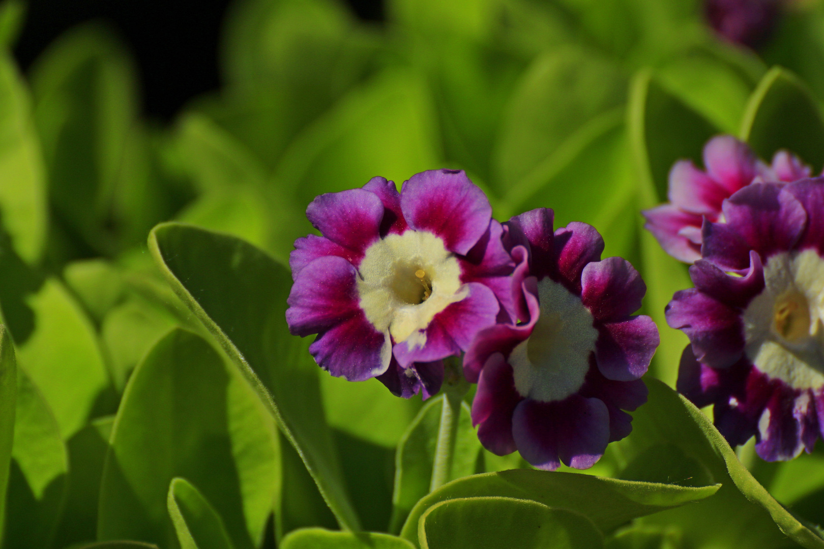 Primevère photo et image | fleurs, orchidées, fotos Images fotocommunity