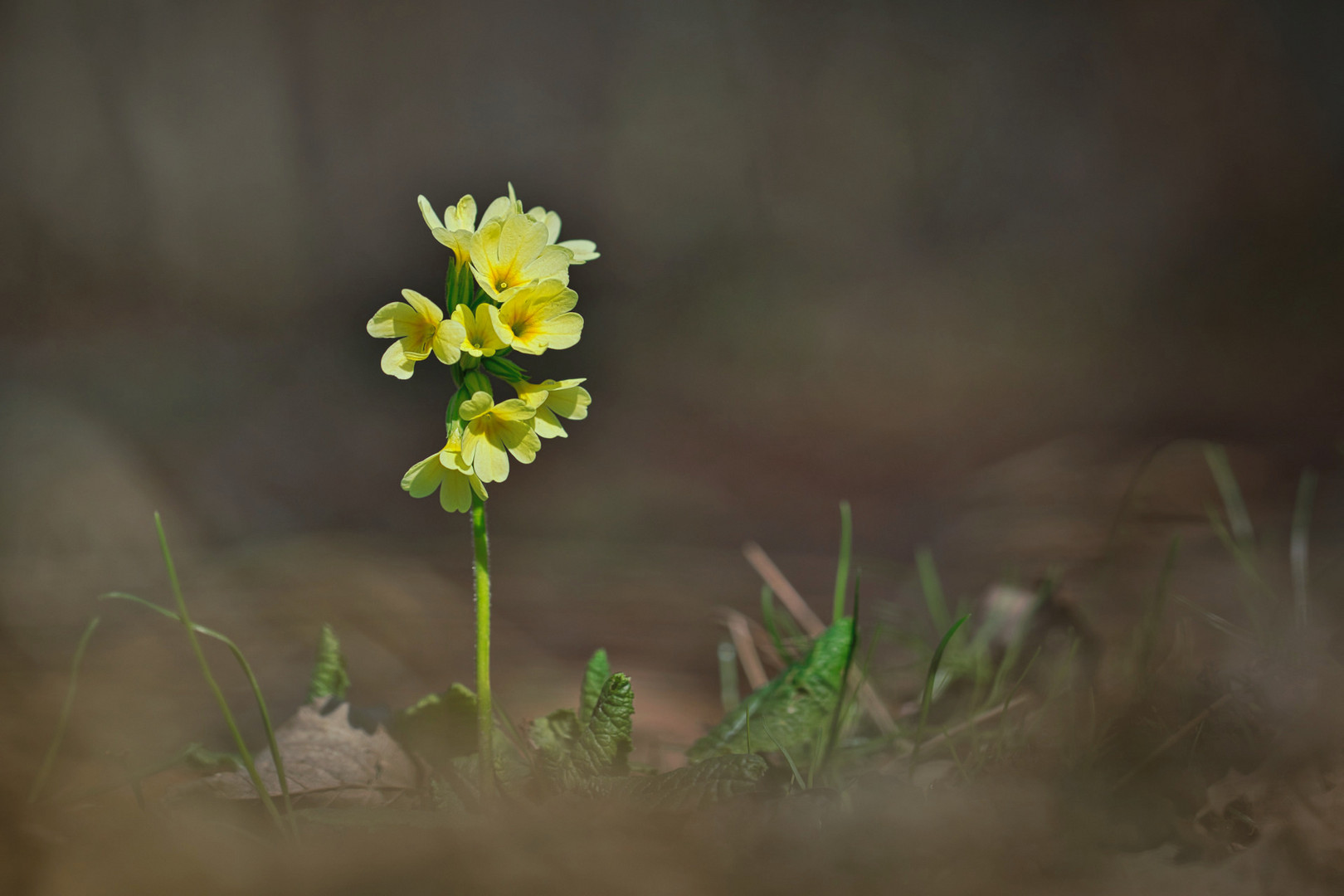 Primevère, photo et image | fleurs, 220320n6a93412000, nature Images ...