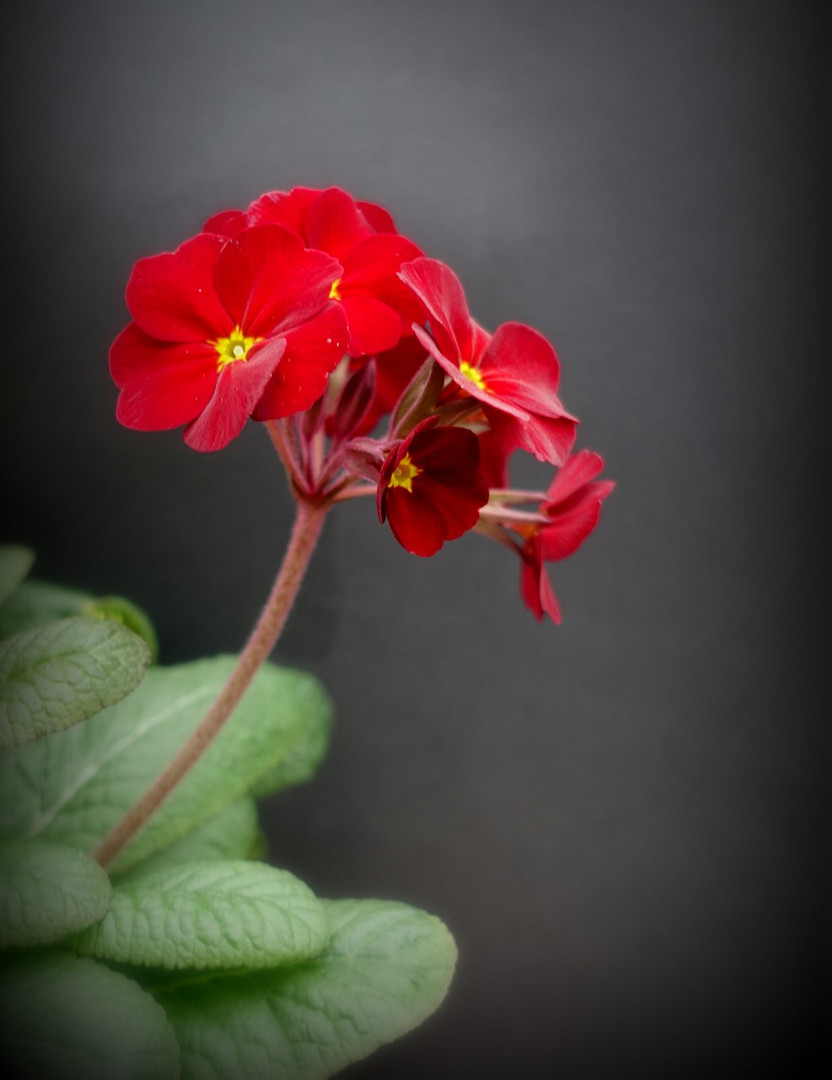 Primula *** Foto & Bild | pflanzen, pilze & flechten, blüten ...