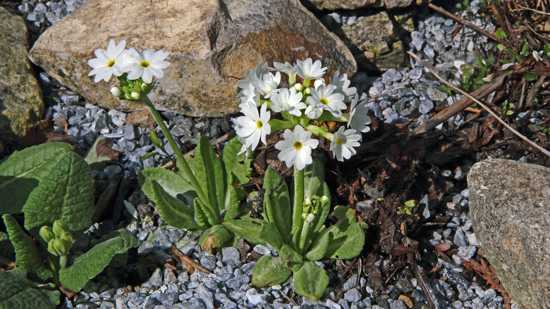 Primula denticulata alba- Weiße Kugelpriemel... Foto & Bild | garten ...