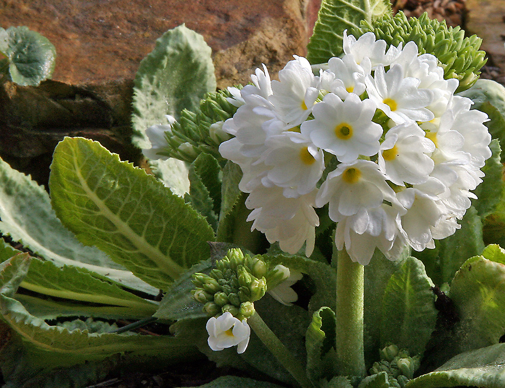 Primula dentikulata alba Foto & Bild | pflanzen, pilze & flechten ...