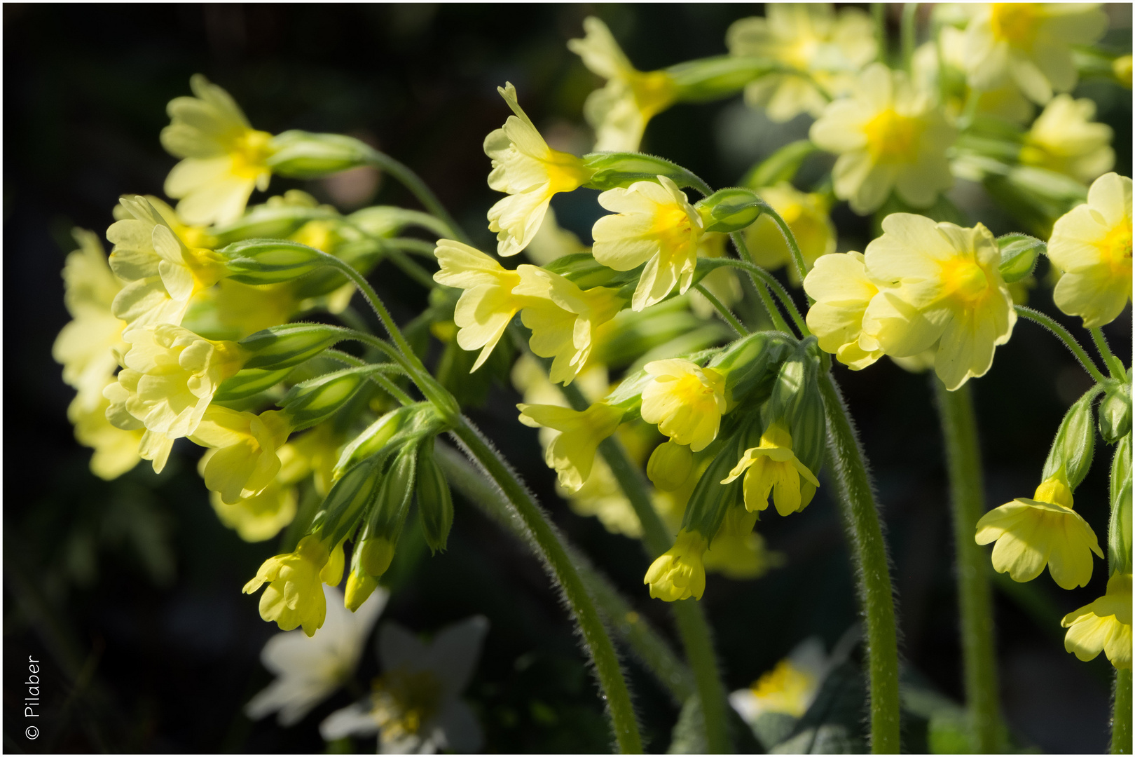 Primula elatior Foto & Bild | pflanzen, pilze & flechten, blüten ...