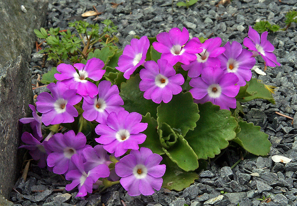 Primula hirsuta - Behaarte Schlüsselblume oder Rote Felsenprimel Foto ...