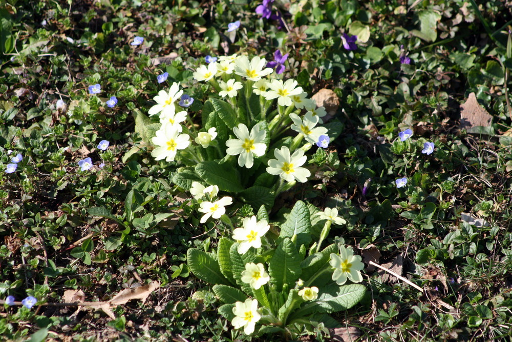 primule Foto % Immagini| piante, fiori e funghi, natura Foto su ...