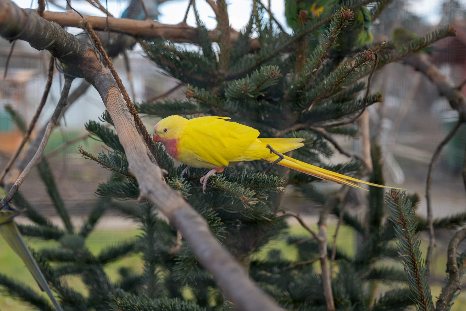 Princes of Wales Sittich Foto & Bild | tiere, zoo, wildpark & falknerei ...