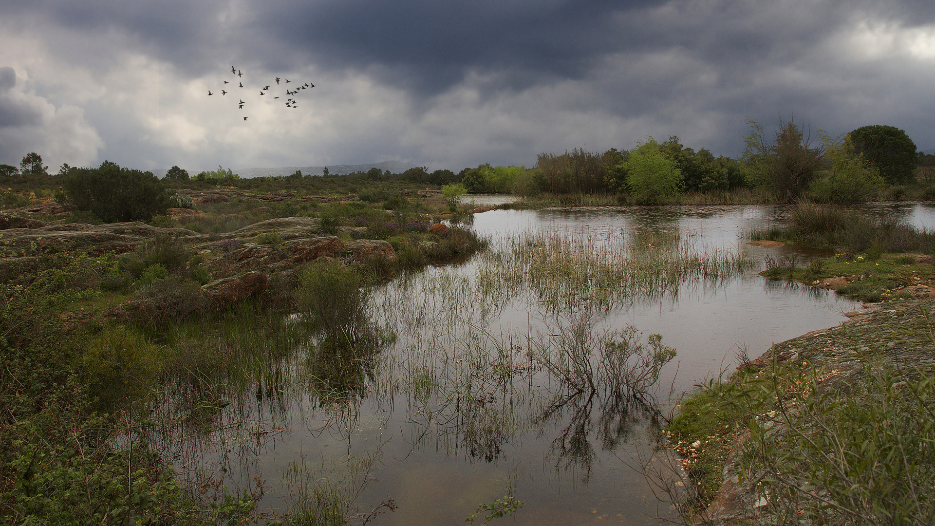 Printemps maussade photo et image | nature, world, dokumentation Images ...
