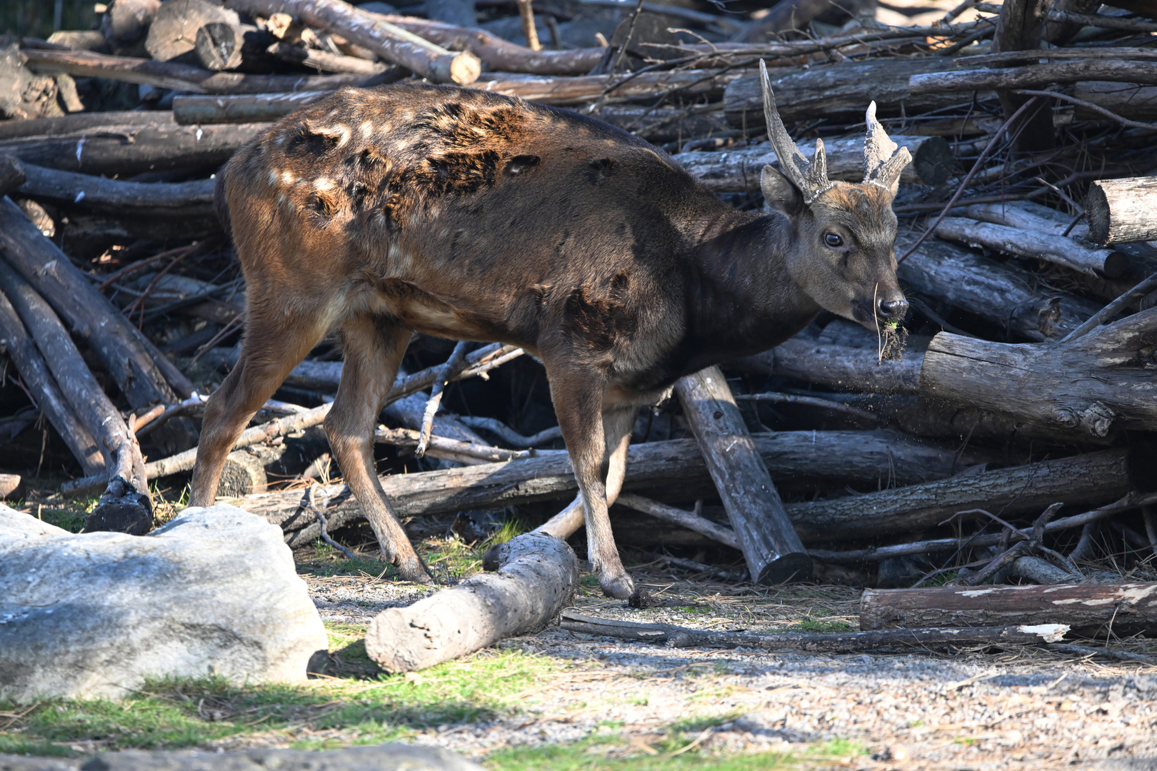 Prinz Alfred Hirsch Foto & Bild | fotos, nikon, photography Bilder auf ...