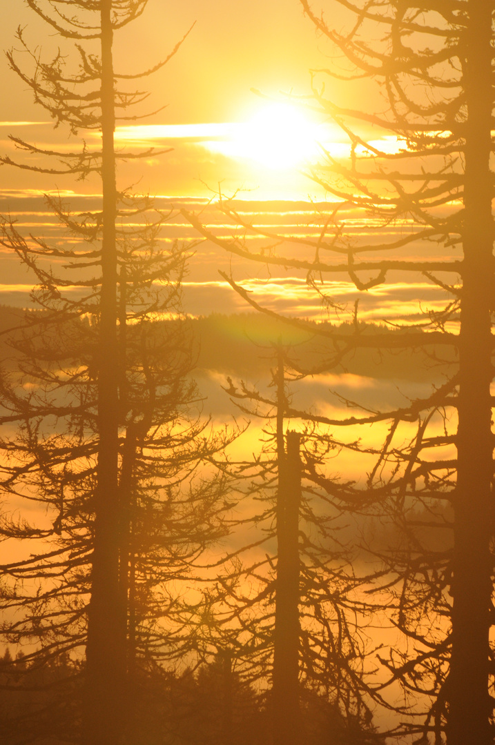 Pro und Contra Foto & Bild | landschaft, rückkehr der natur, natur und ...