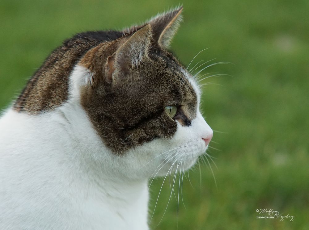 Profil Foto & Bild | tiere, haustiere, katzen Bilder auf fotocommunity