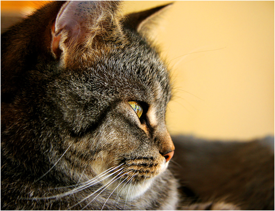 Profil Foto & Bild | tiere, haustiere, katzen Bilder auf fotocommunity