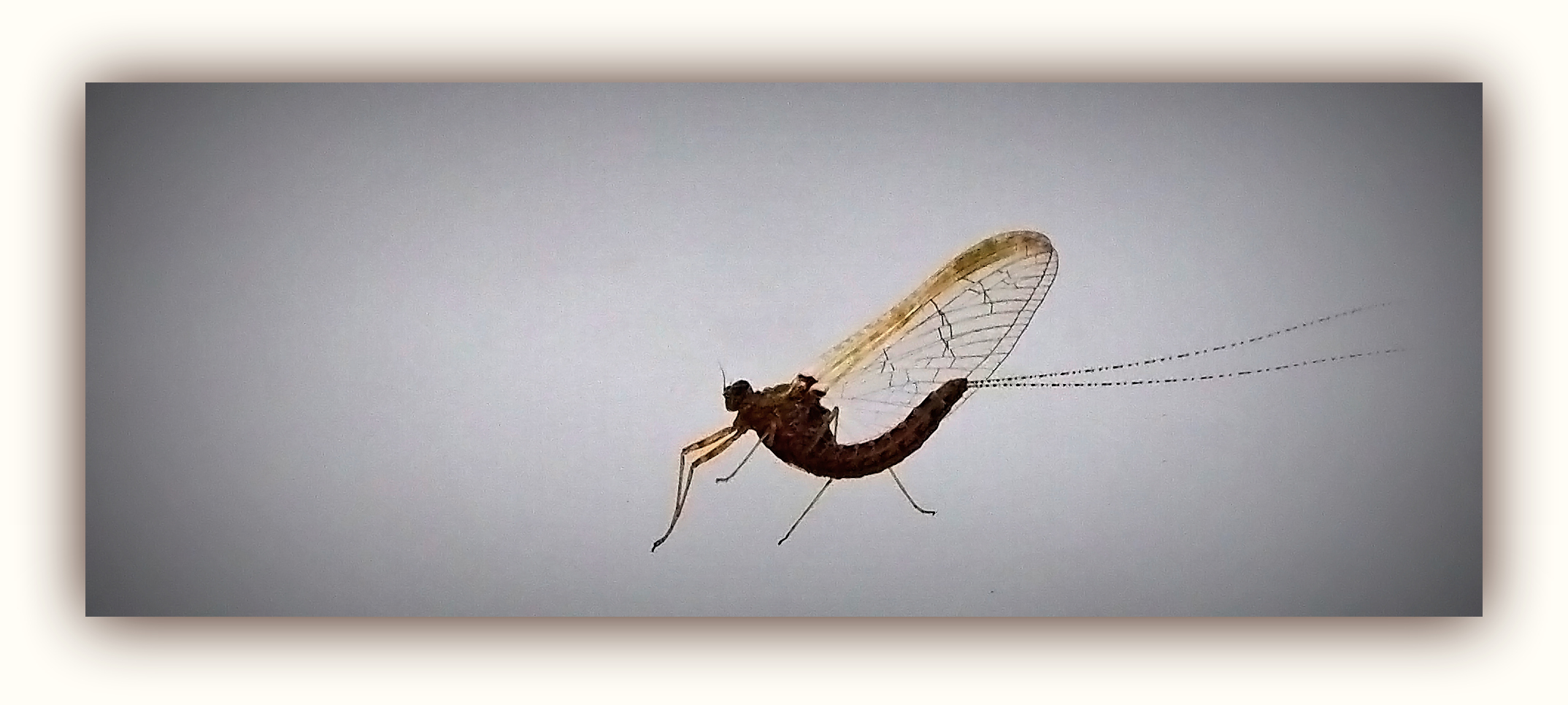 Profil d’une éphéméride siphlonurus lacustris photo et image | natur ...