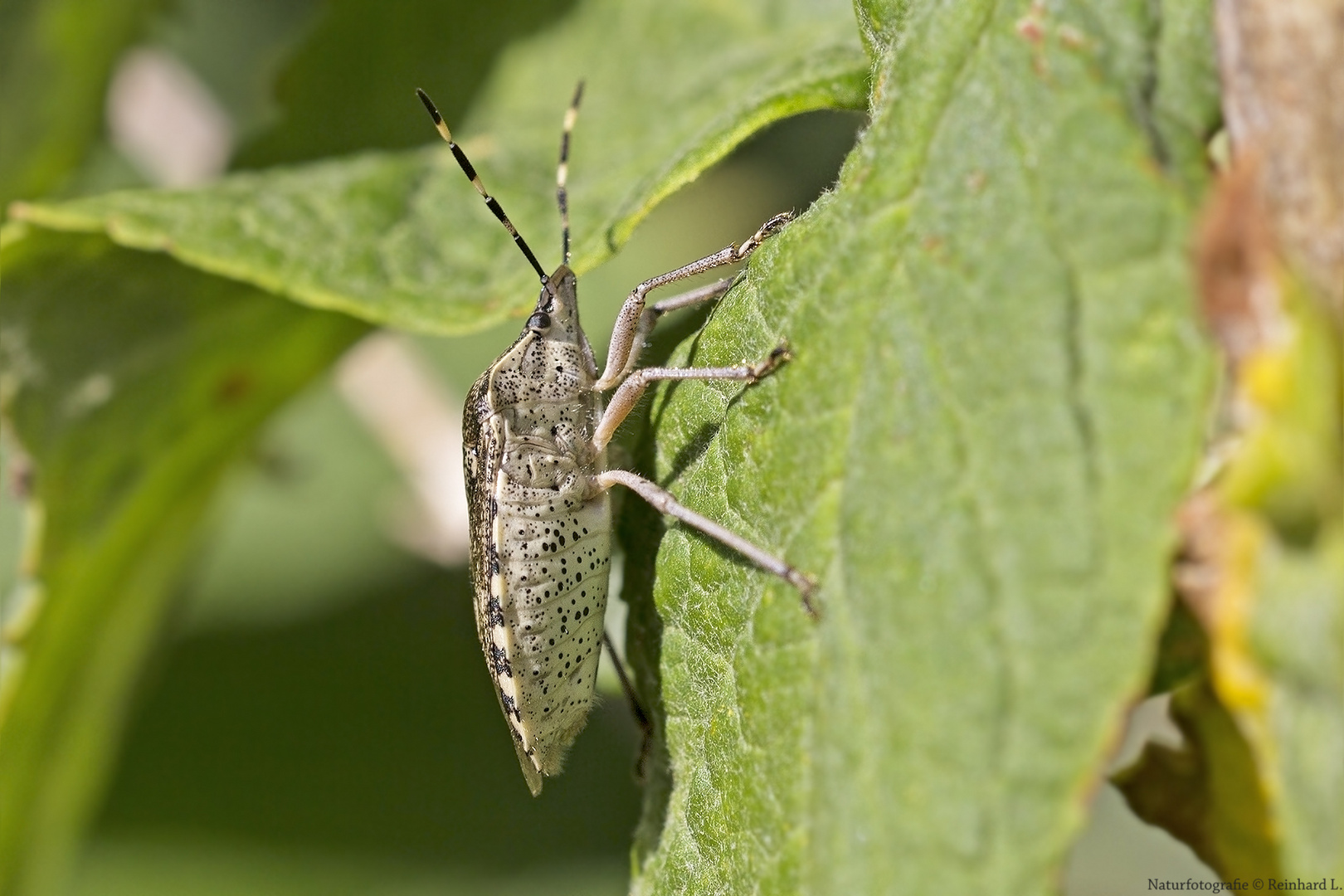 Projekt " Insekten in unserem Garten " : Graue Gartenwanze Foto & Bild ...