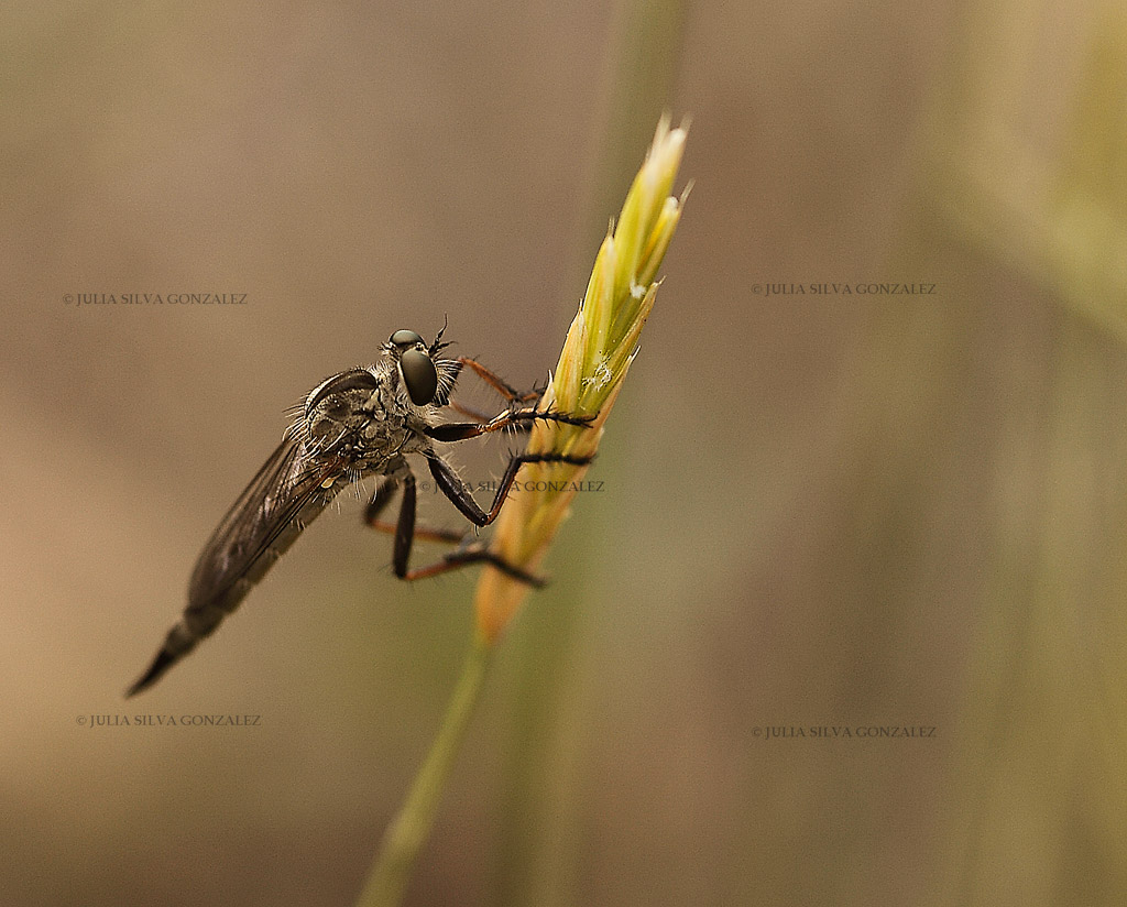 Promachus vertebratus Imagen & Foto | naturaleza diversa , macro ...