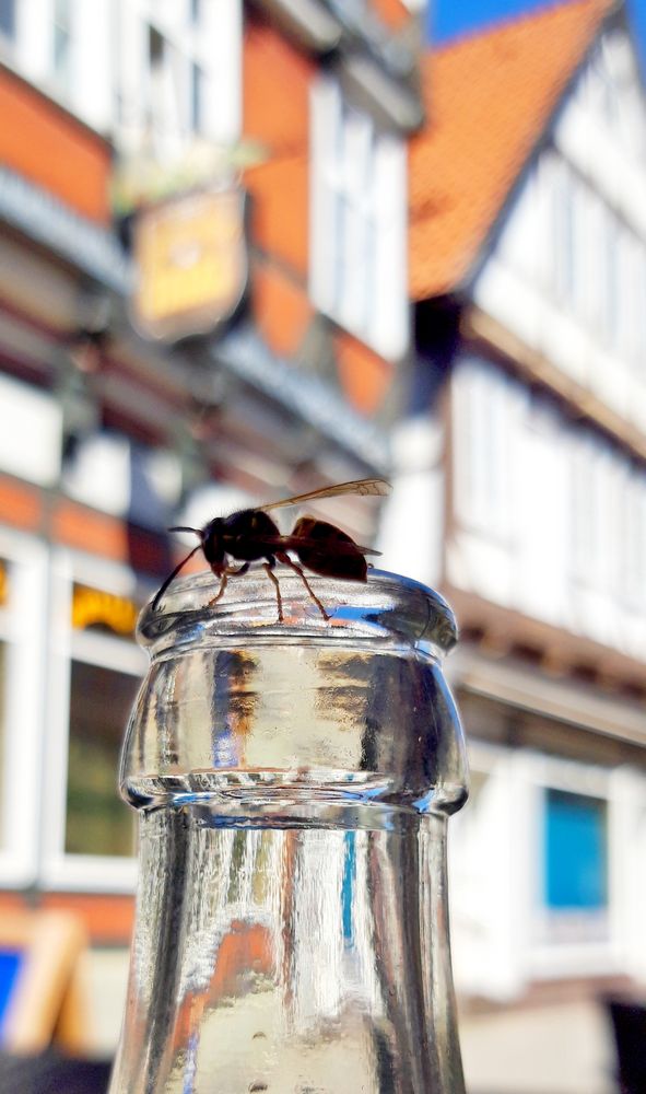 Prost! Foto & Bild | wespe Bilder auf fotocommunity