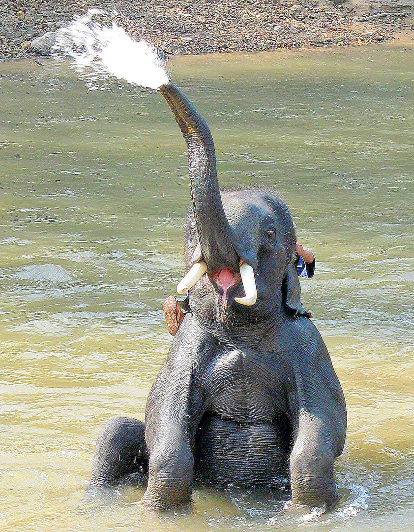 Prost Neujahr für Dickhäuter! Foto & Bild | world, spezial, wasser ...