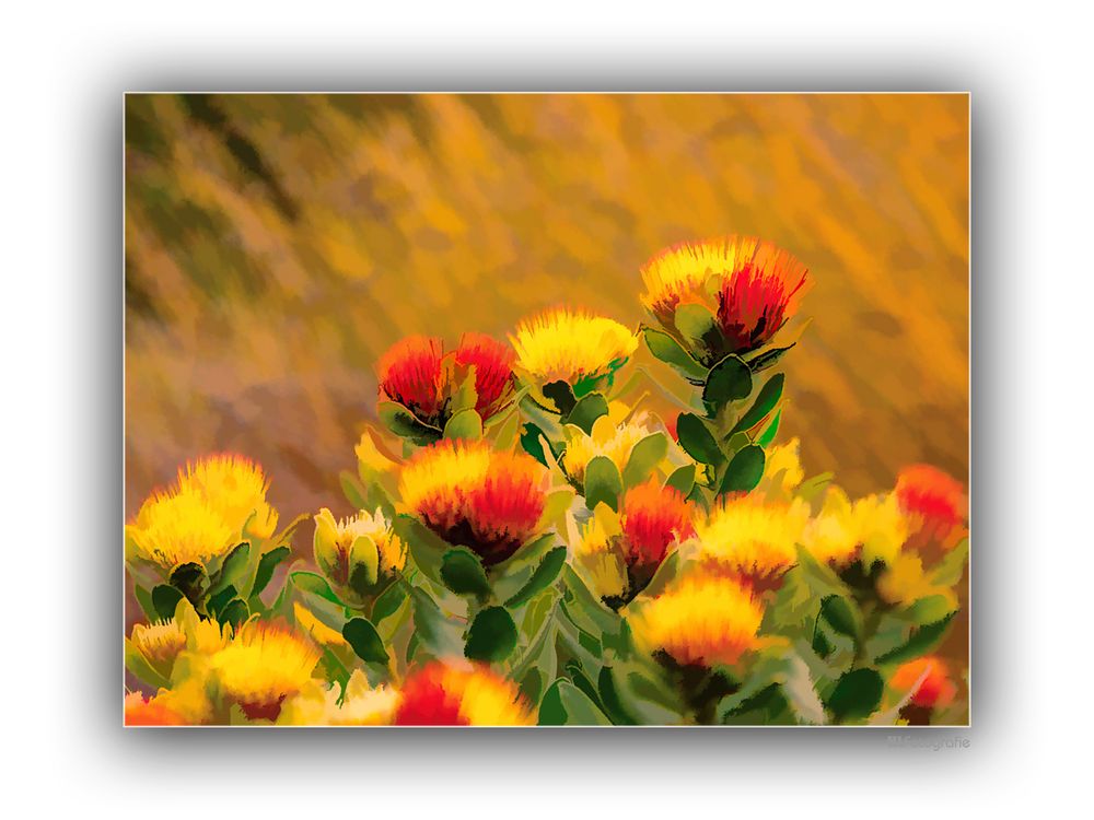 Protea... Foto & Bild | projekte, bearbeitungs - techniken, filtertechniken Bilder auf fotocommunity