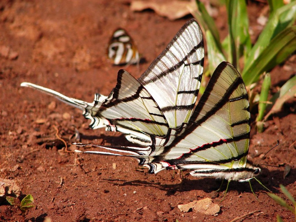 Protesilaus helios Imagen & Foto | animales, invertebrados , naturaleza ...