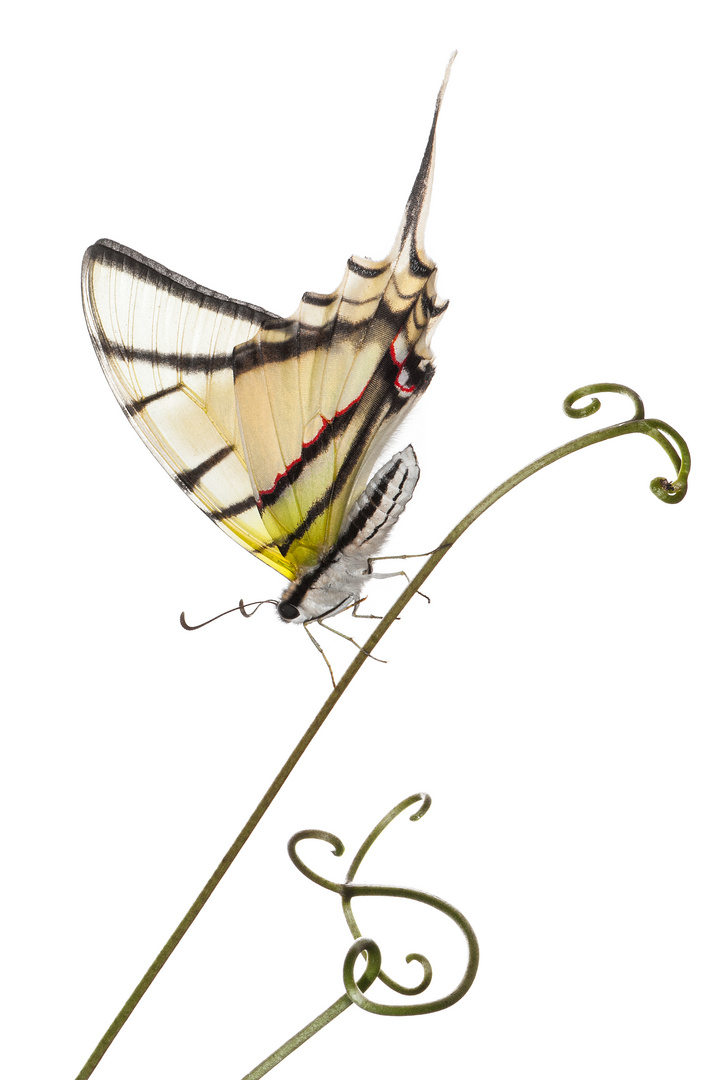 Protesilaus protesilaus dariensis Foto & Bild | makro, insekten ...