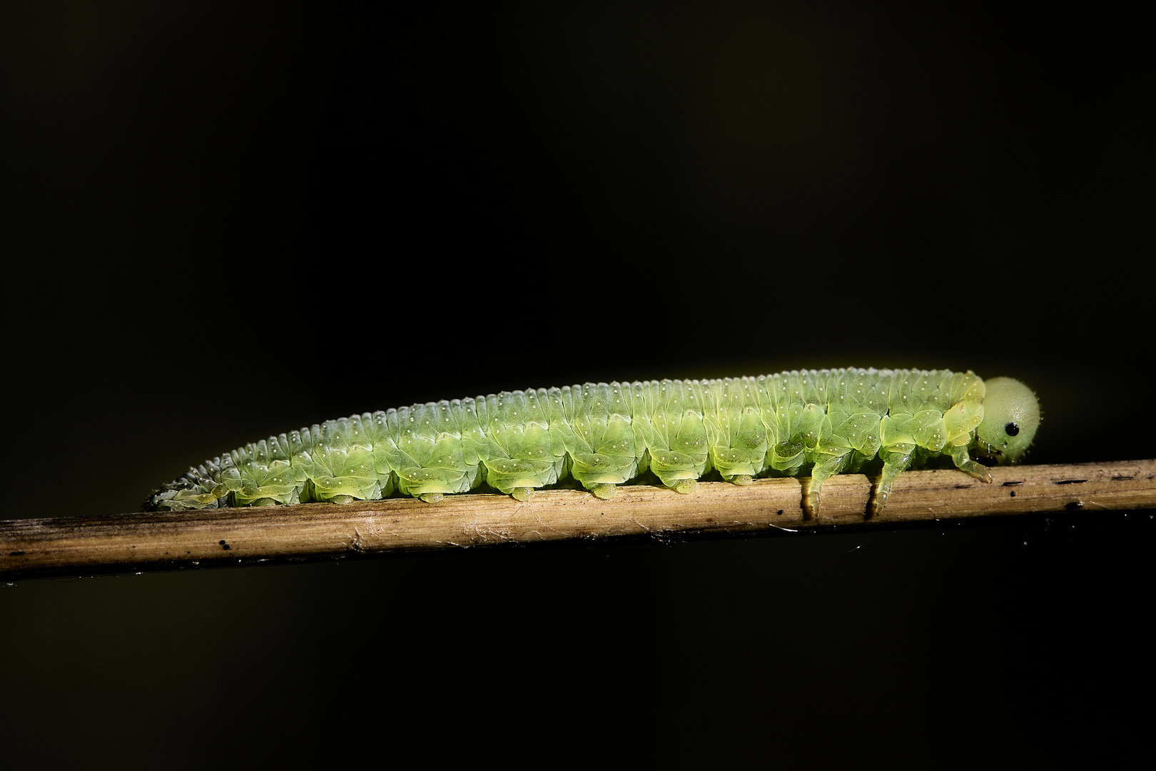 Protrait einer kleinen grünen Raupe..... Foto & Bild | tiere, natur ...