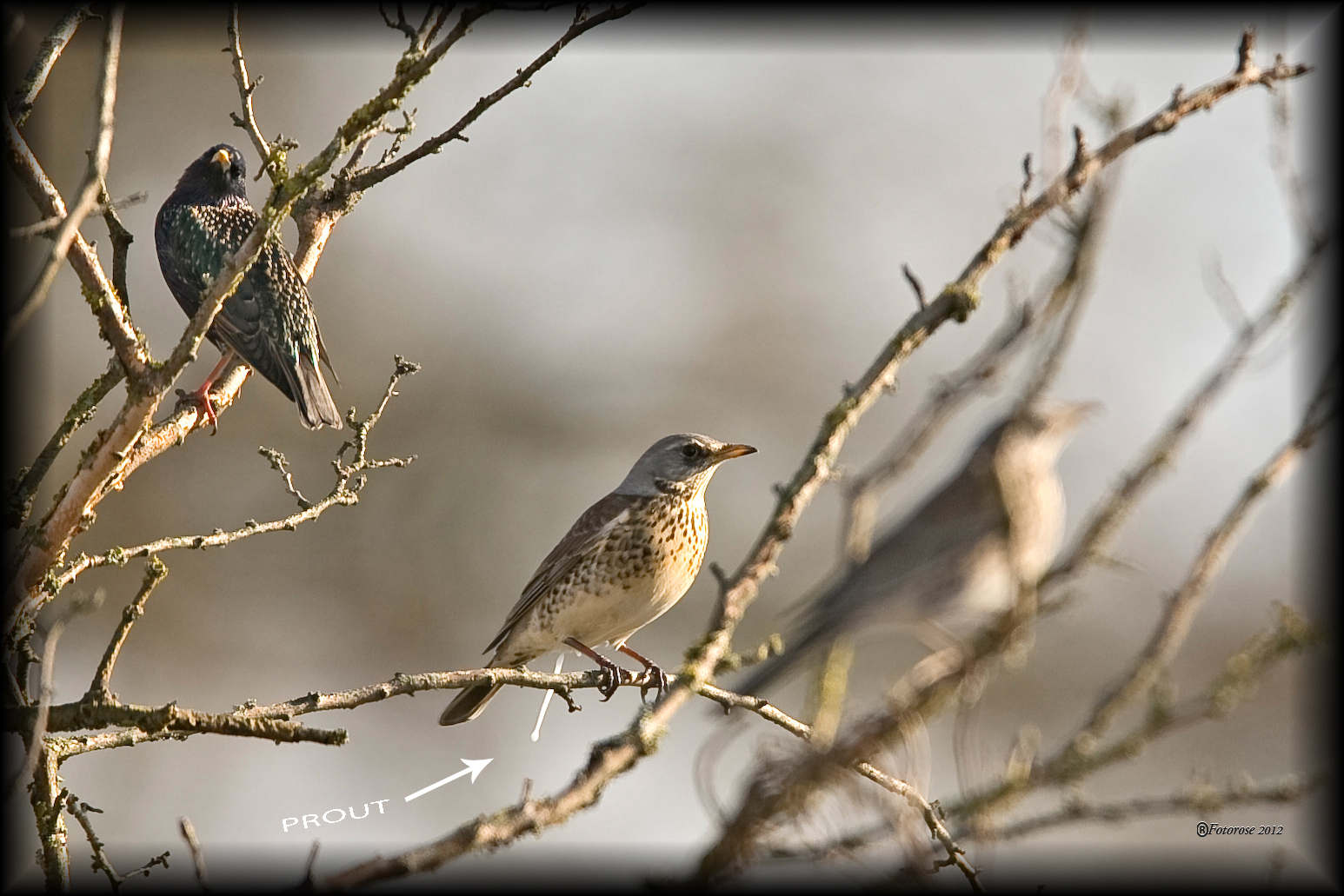 PROUT PROUT !! photo et image | animaux, animaux sauvages, oiseaux ...
