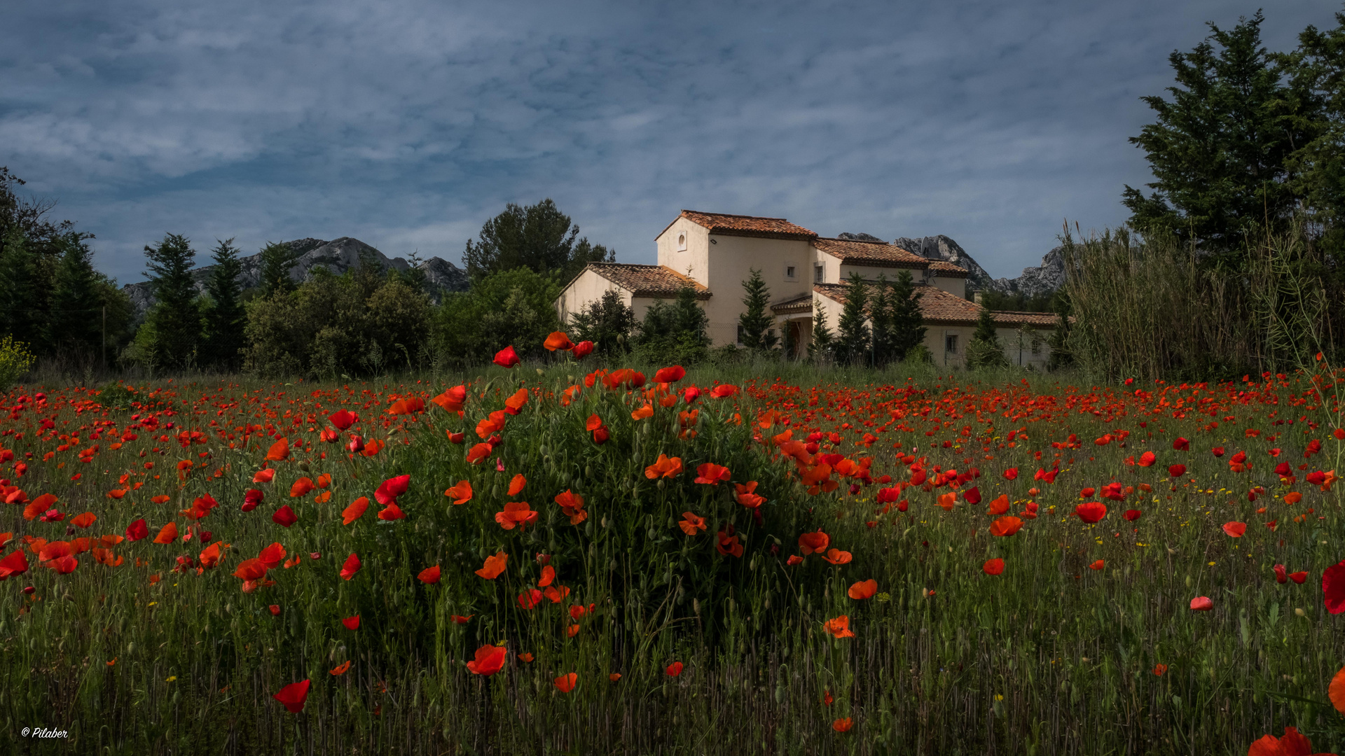 Provence Foto & Bild | france, world, mohnfelder Bilder auf fotocommunity